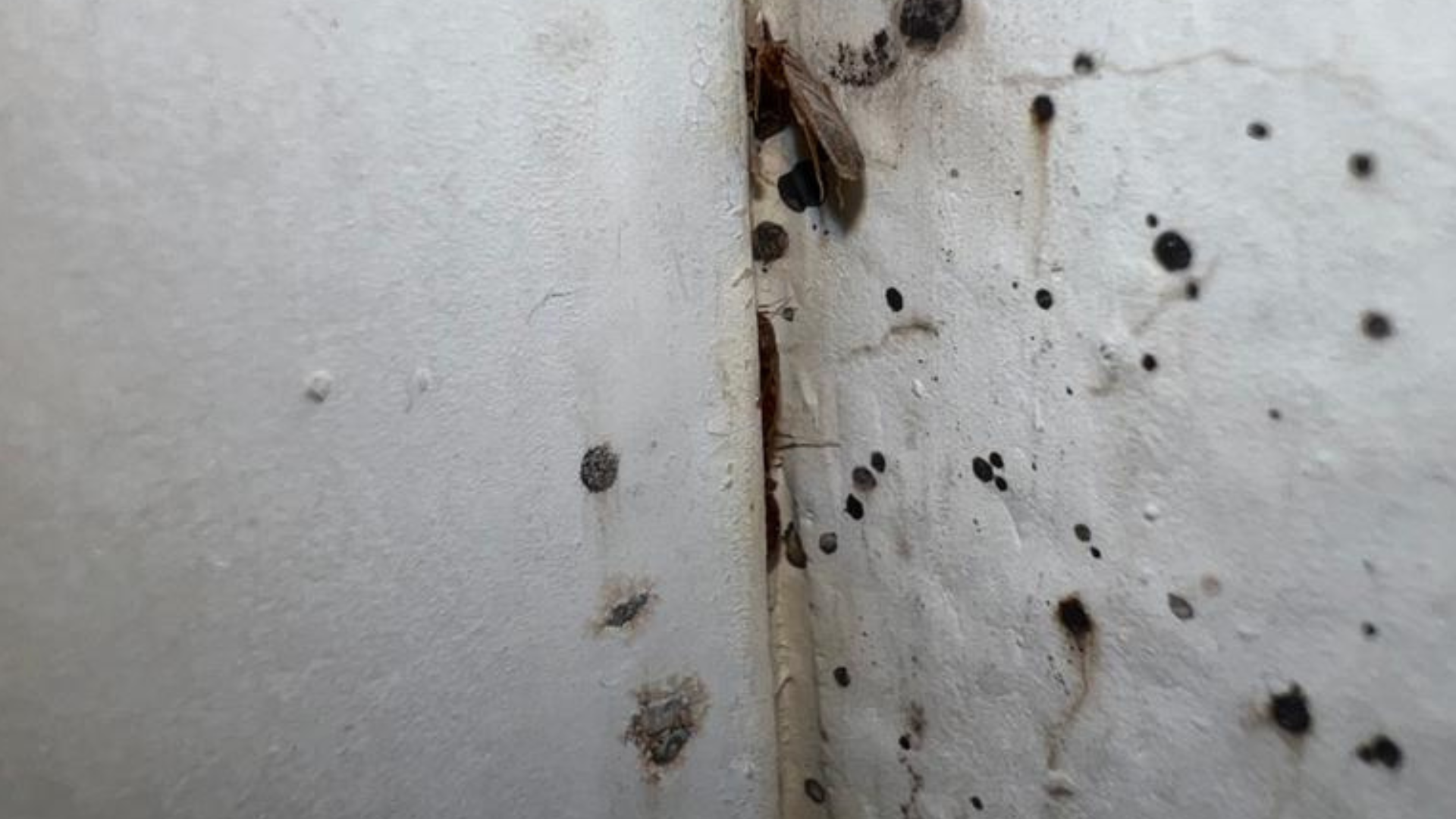 Cimici da letto, dalla prevenzione alla disinfestazione | Saluber